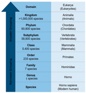 Material Master Data – Taxonomy 101 – QuadraDot