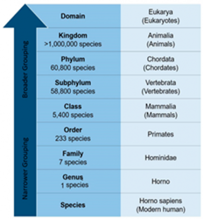 Material Master Data – Taxonomy 101 – QuadraDot